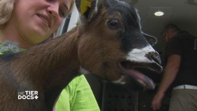 Sendung verpasst? Die Tier-Docs! Pfotenhelden mit Herz: Meckernde neue ...