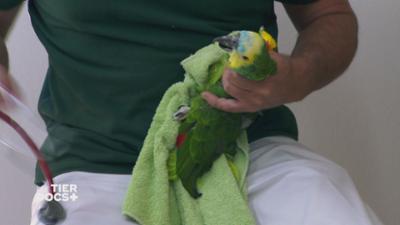 Sendung verpasst? Die Tier-Docs! Pfotenhelden mit Herz: Feinschliff am ...