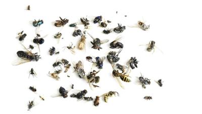 Sendung verpasst? Science Talk: Insektensterben: Ursachen und Lösungen ...